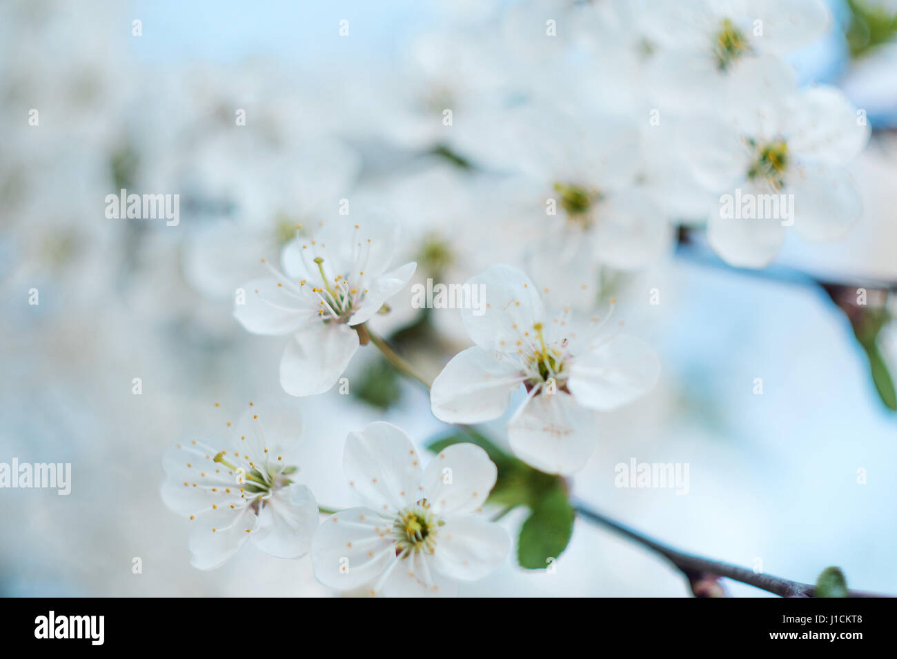 Flowering tree. Close-up of flowers on the branches, spring background ...