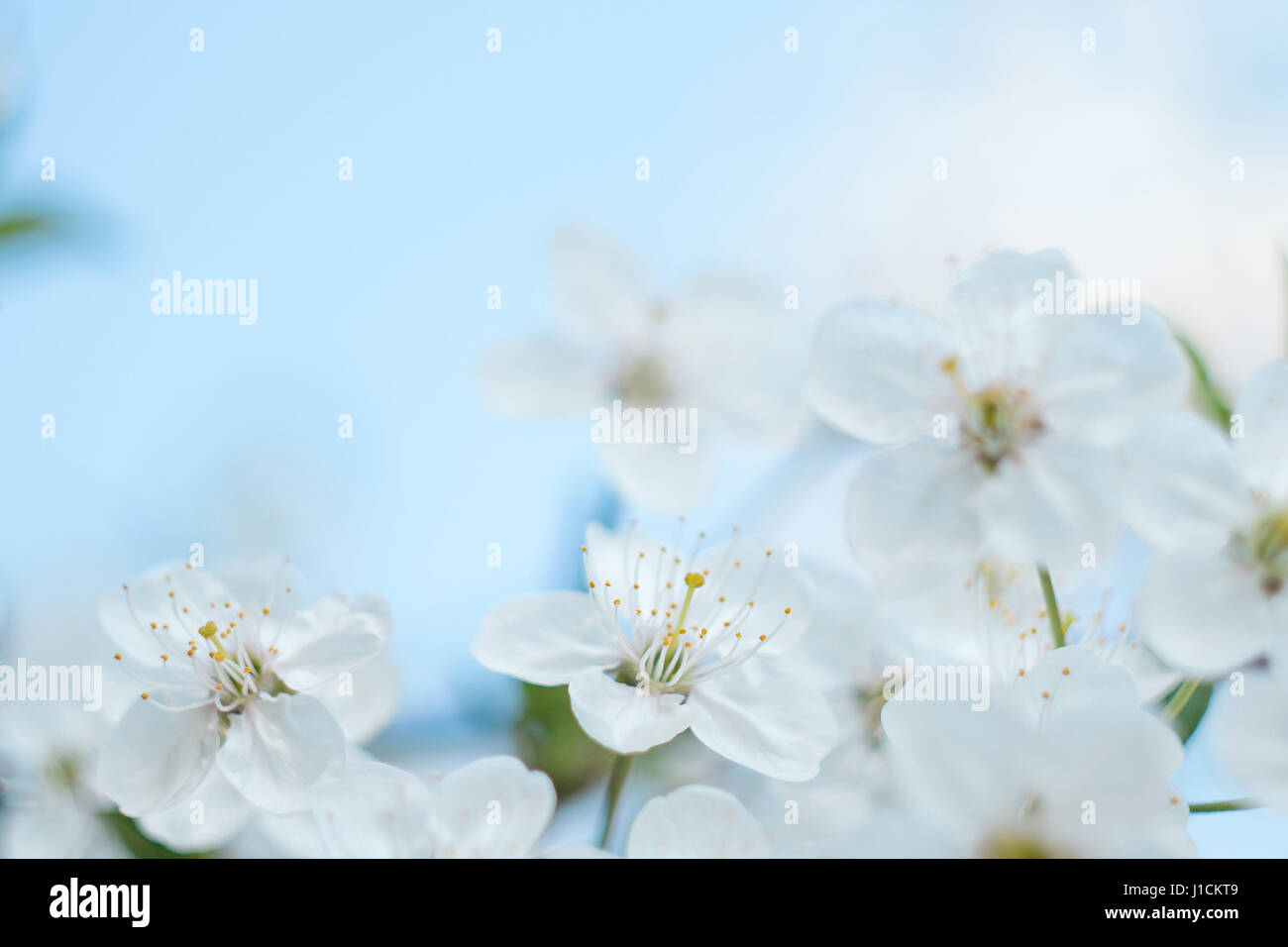 Flowering tree. Close-up of flowers on the branches, spring background ...