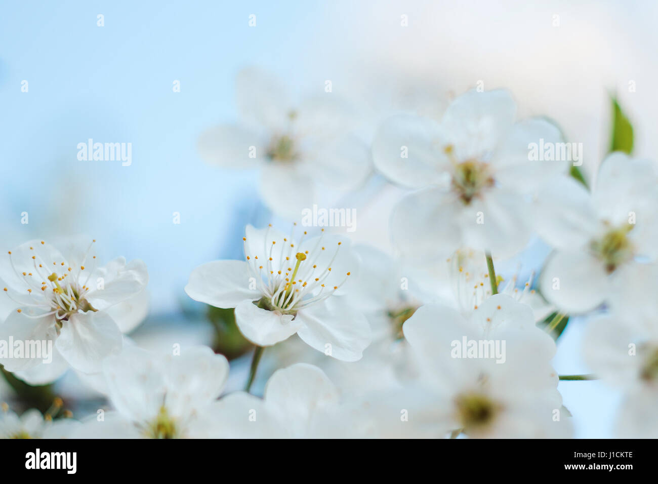 Flowering tree. Close-up of flowers on the branches, spring background ...
