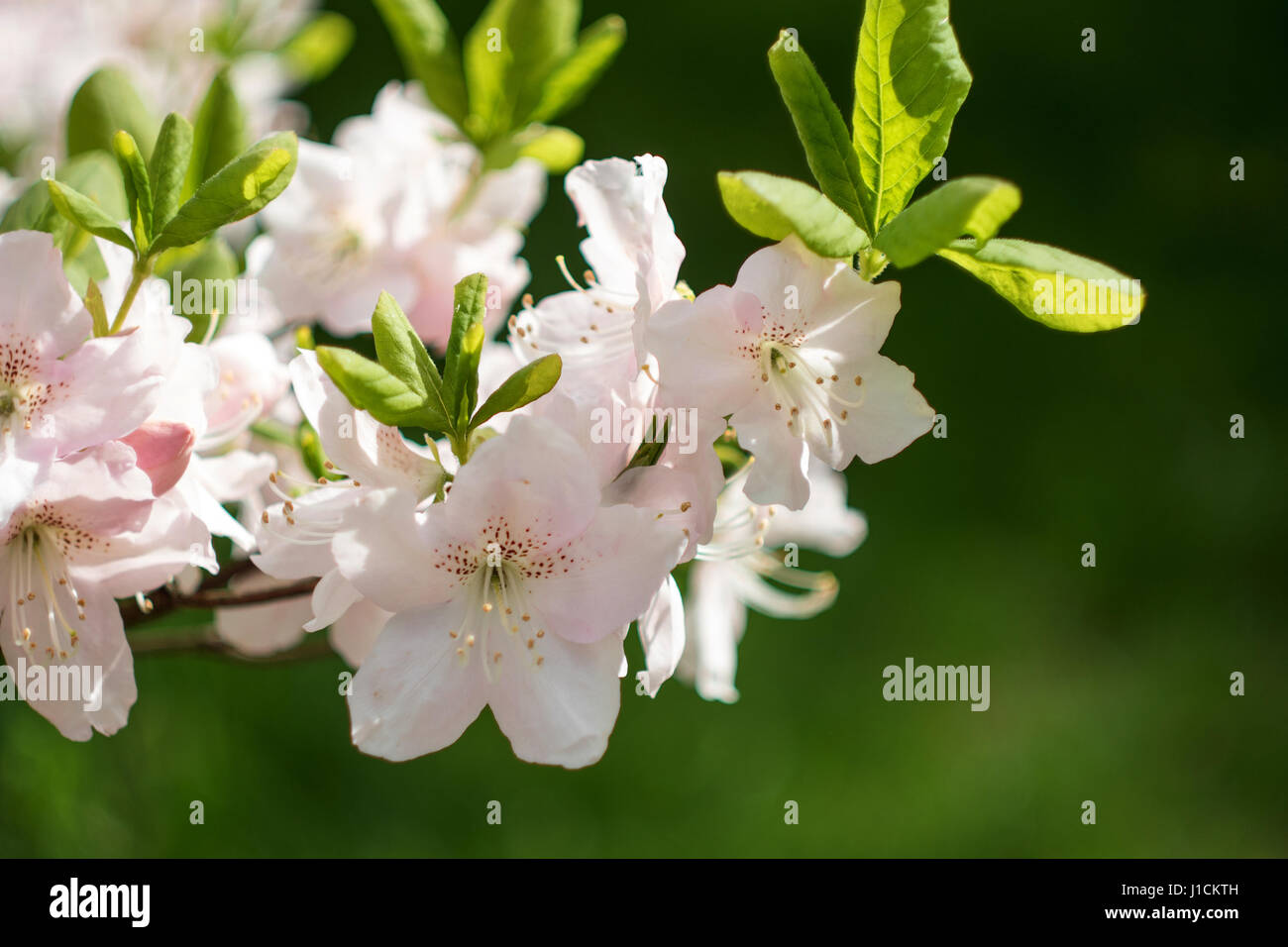 Flowering tree. Close-up of flowers on the branches, spring background ...