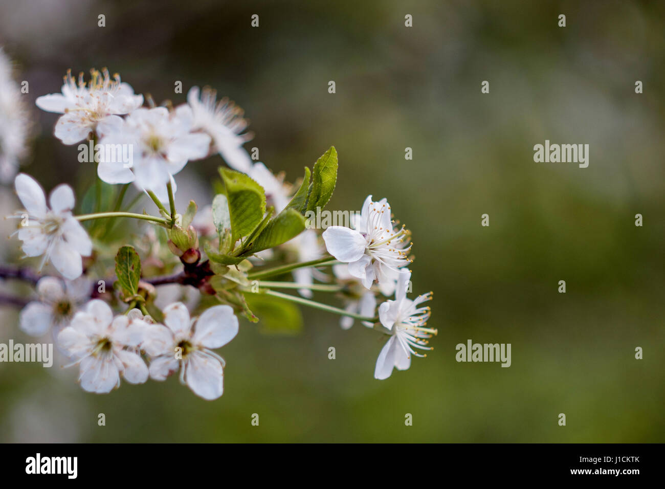 Flowering tree. Close-up of flowers on the branches, spring background ...
