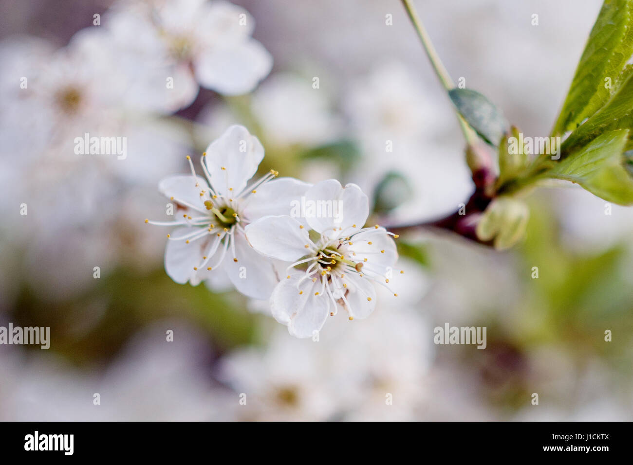Flowering tree. Close-up of flowers on the branches, spring background ...