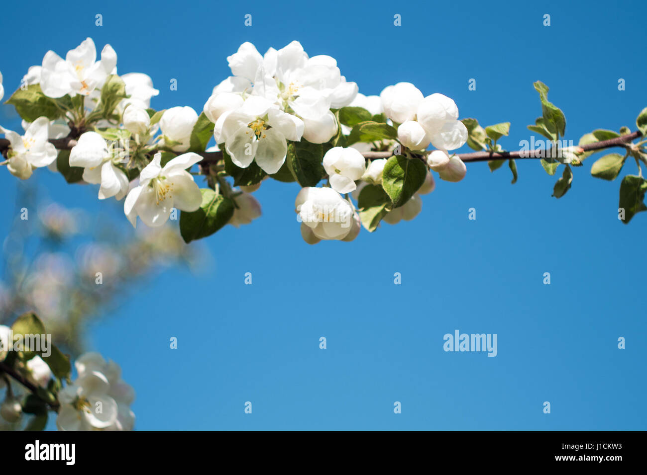 Flowering tree. Close-up of flowers on the branches, spring background ...