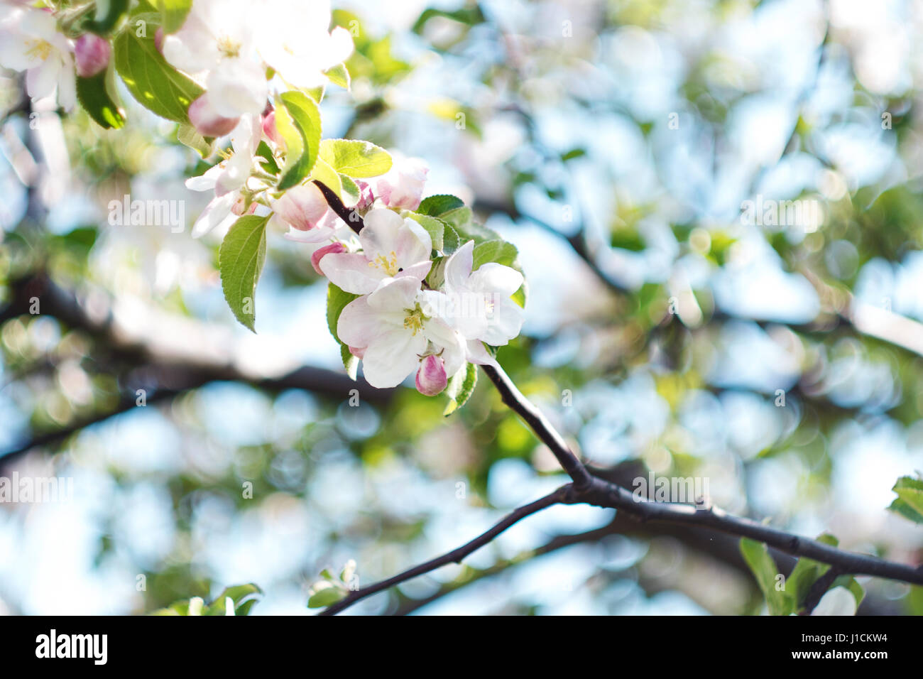 Flowering tree. Close-up of flowers on the branches, spring background ...