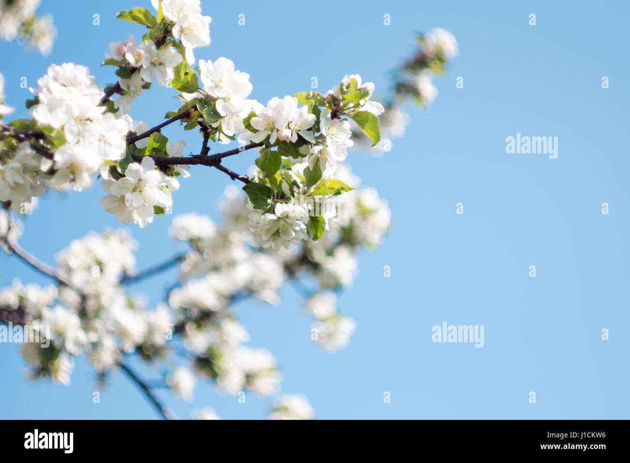 Flowering tree. Close-up of flowers on the branches, spring background ...