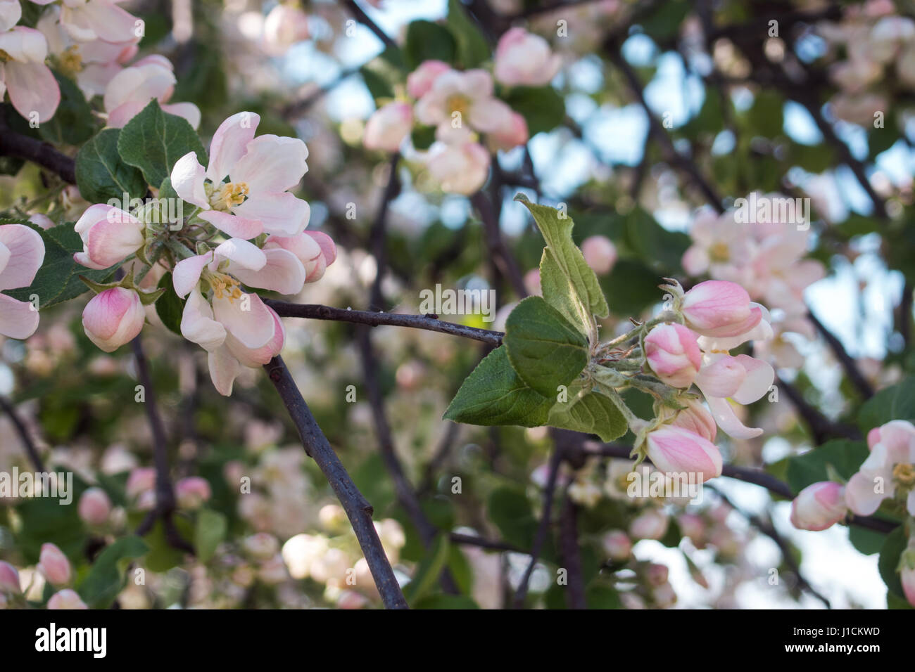 Flowering tree. Close-up of flowers on the branches, spring background ...