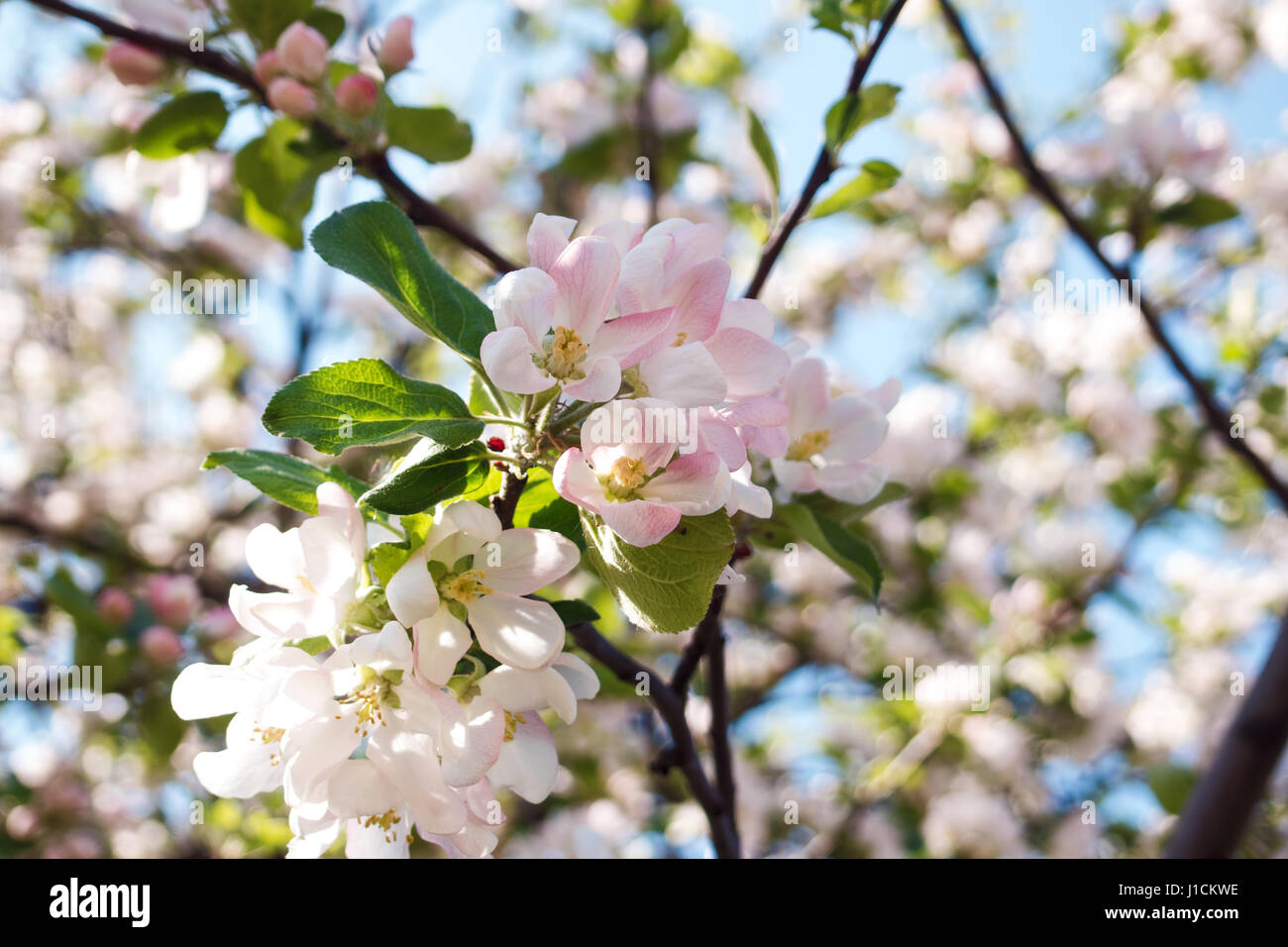 Flowering tree. Close-up of flowers on the branches, spring background ...