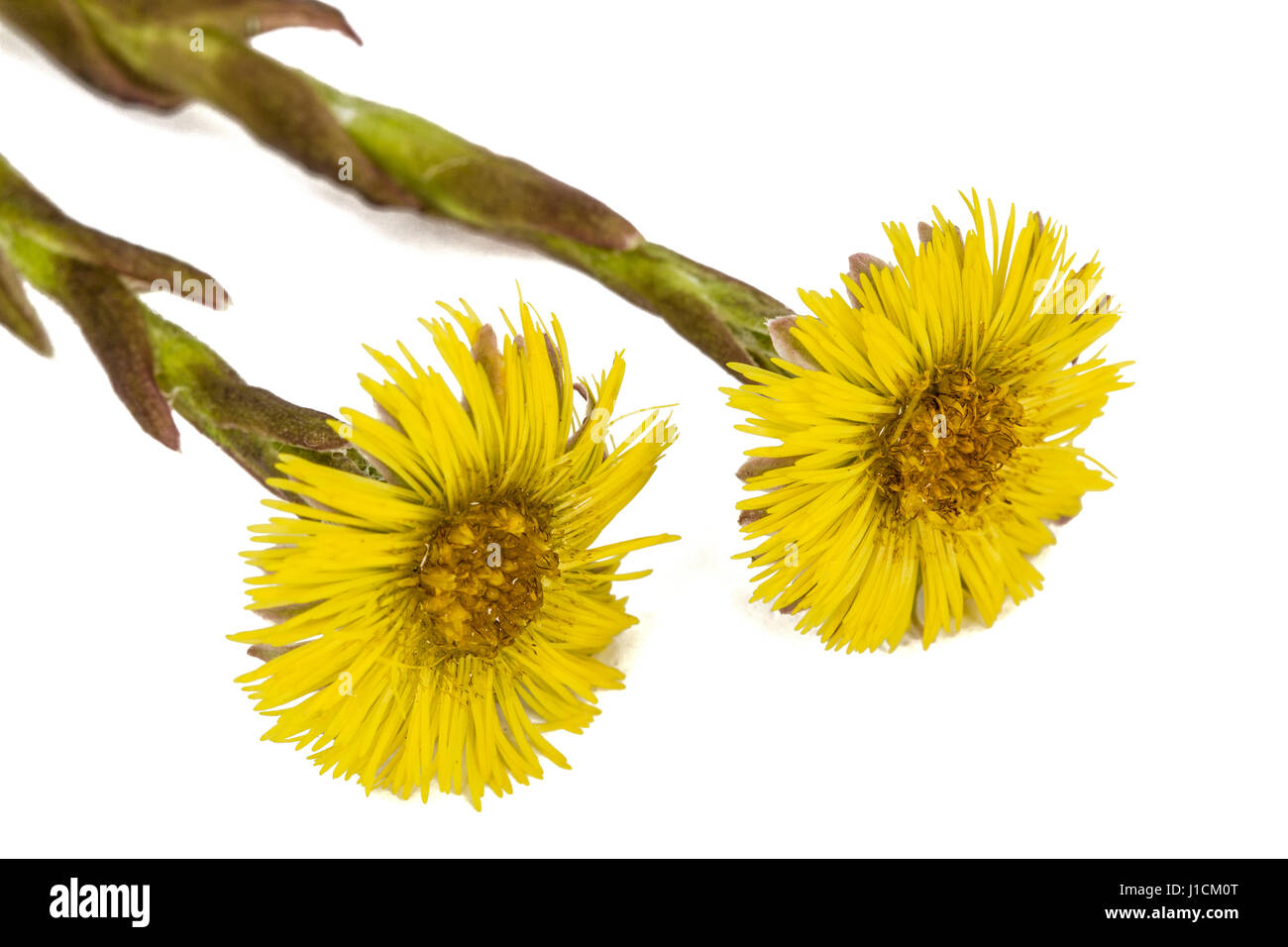 Yellow flowers of coltsfoot, lat. Tussilago farfara, isolated on white ...