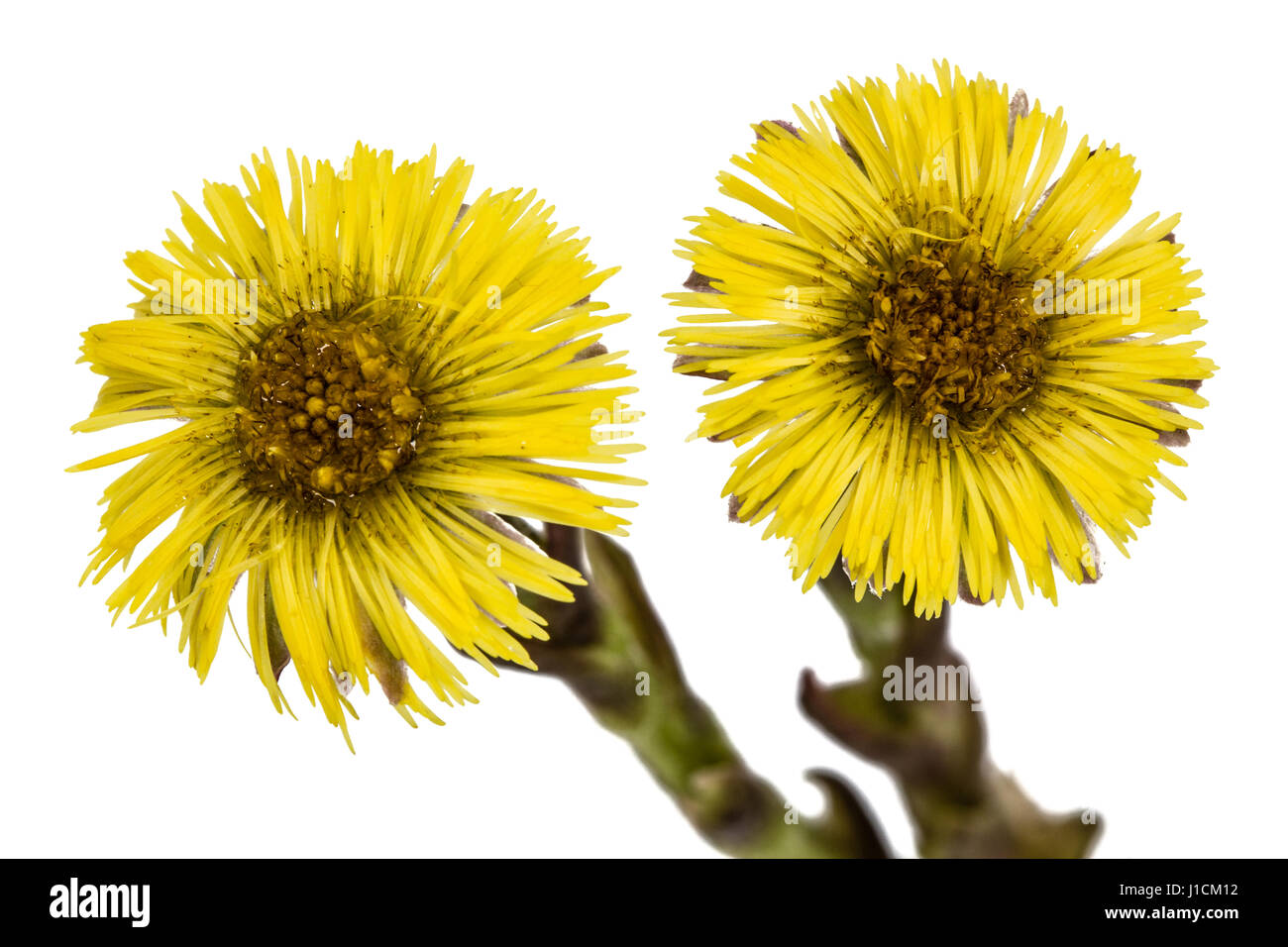 Yellow flowers of coltsfoot, lat. Tussilago farfara, isolated on white ...