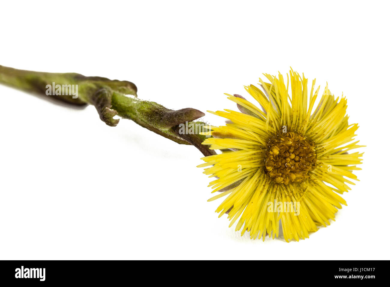 Yellow flower of coltsfoot, lat. Tussilago farfara, isolated on white ...