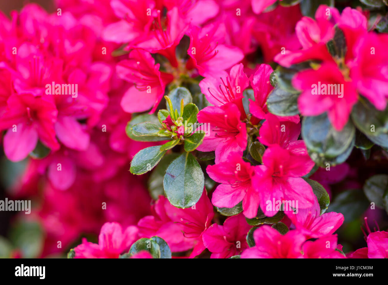Azalea pot plant hi-res stock photography and images - Alamy
