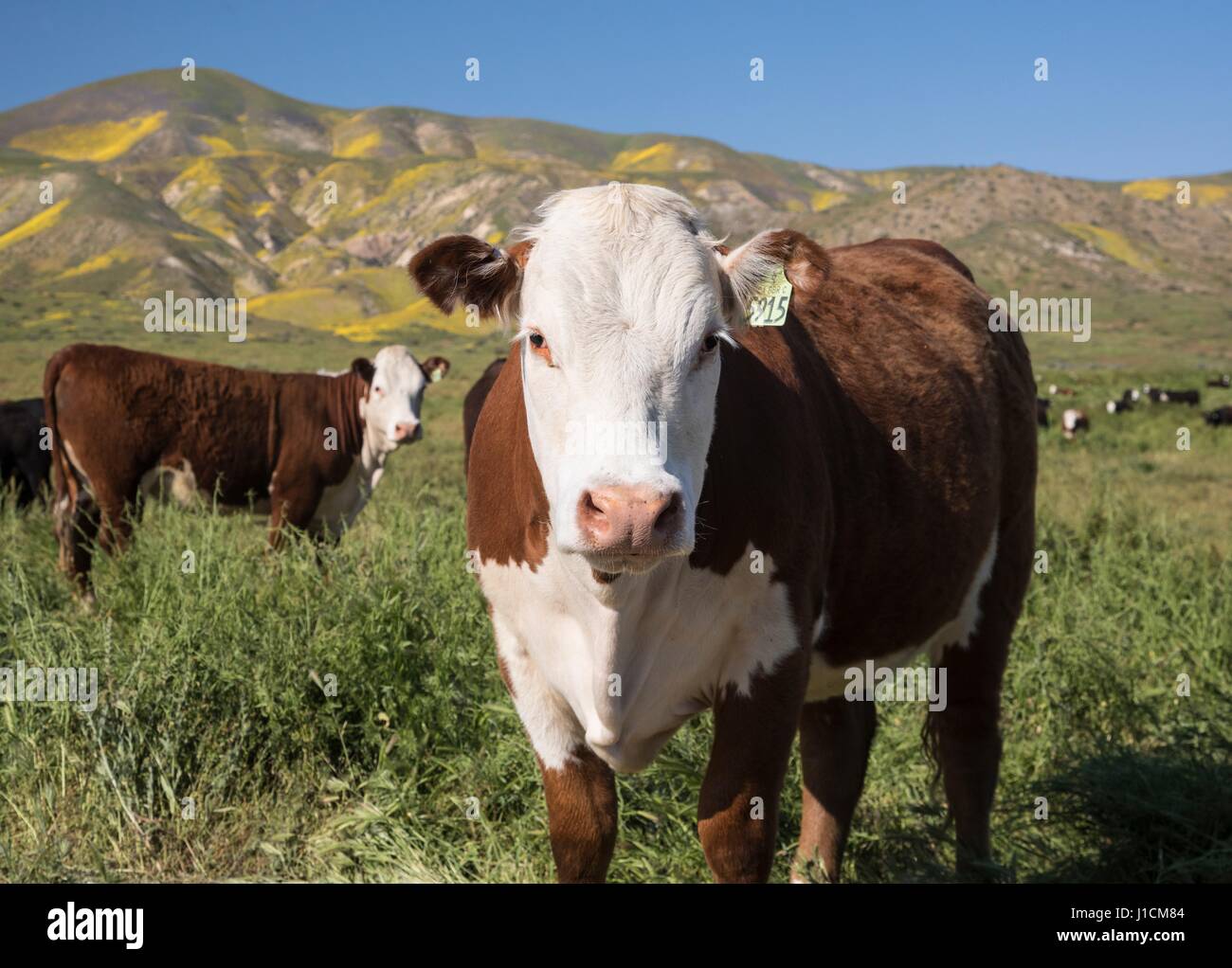 Cattle graze in the fields of the Carrizo Plains National Monument ...