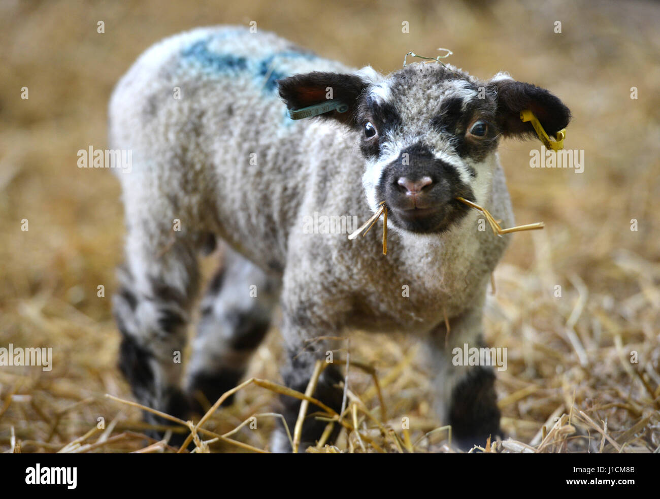 Lamb chewing straw Stock Photo - Alamy