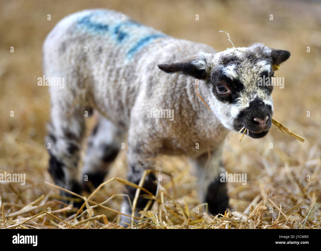 Sheep with straw hi-res stock photography and images - Alamy