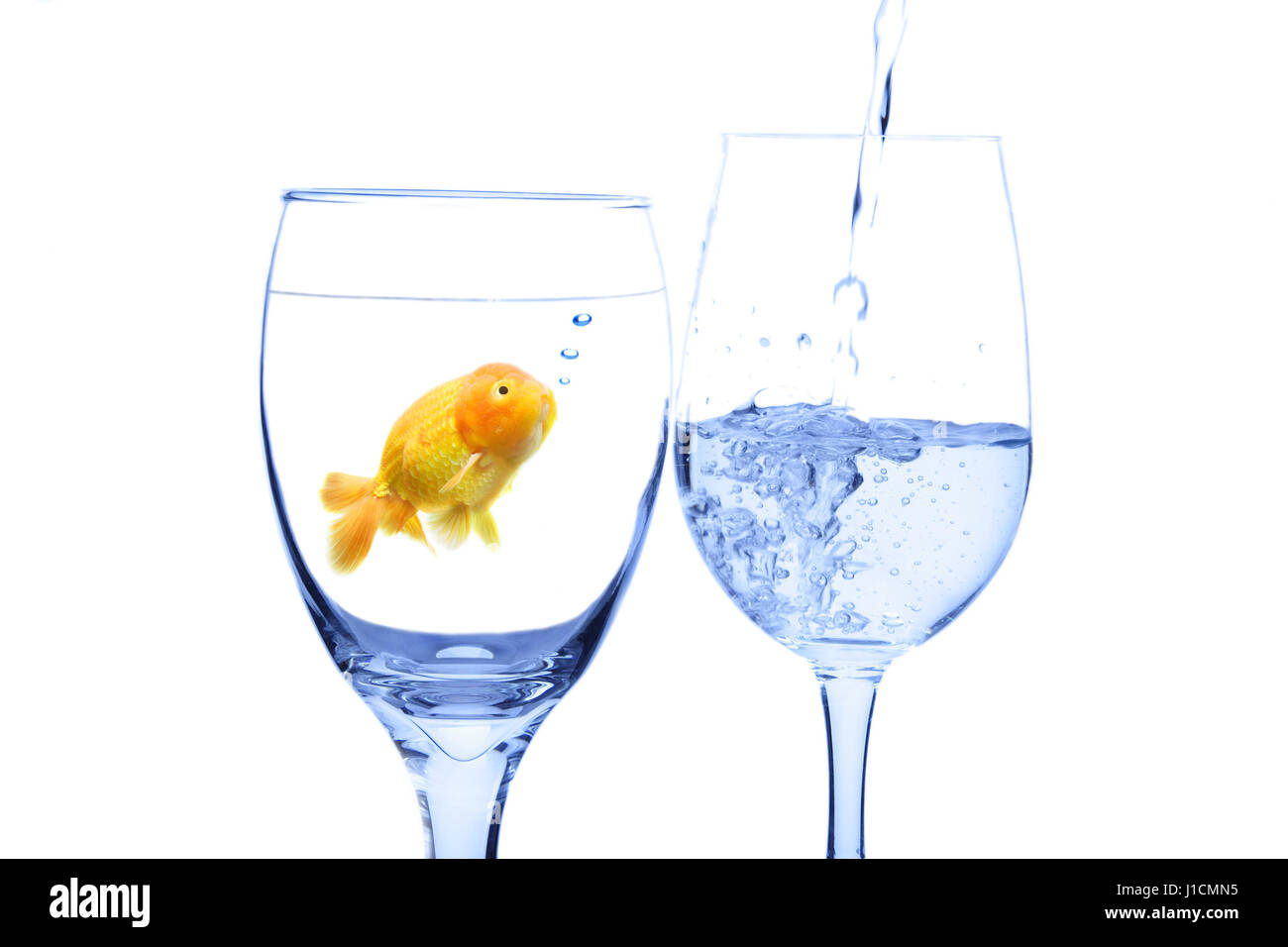 Goldfish in a pond Cut Out Stock Images & Pictures - Alamy