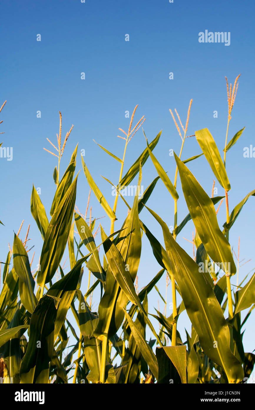 A low angle shot of a corn field under blue sky Stock Photo - Alamy