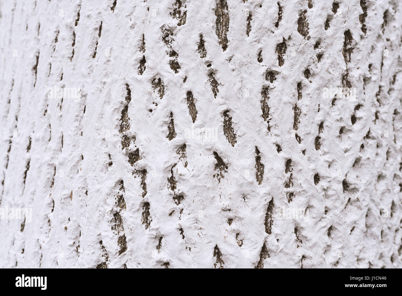 Texture of wood walnut bark, whitewashed by lime. Ukraine Stock Photo ...