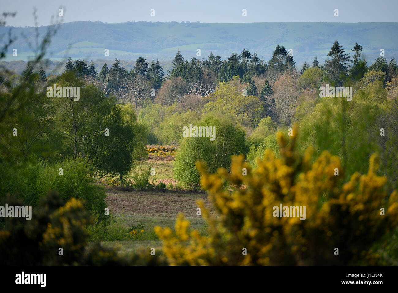 Spring foliage hi-res stock photography and images - Alamy