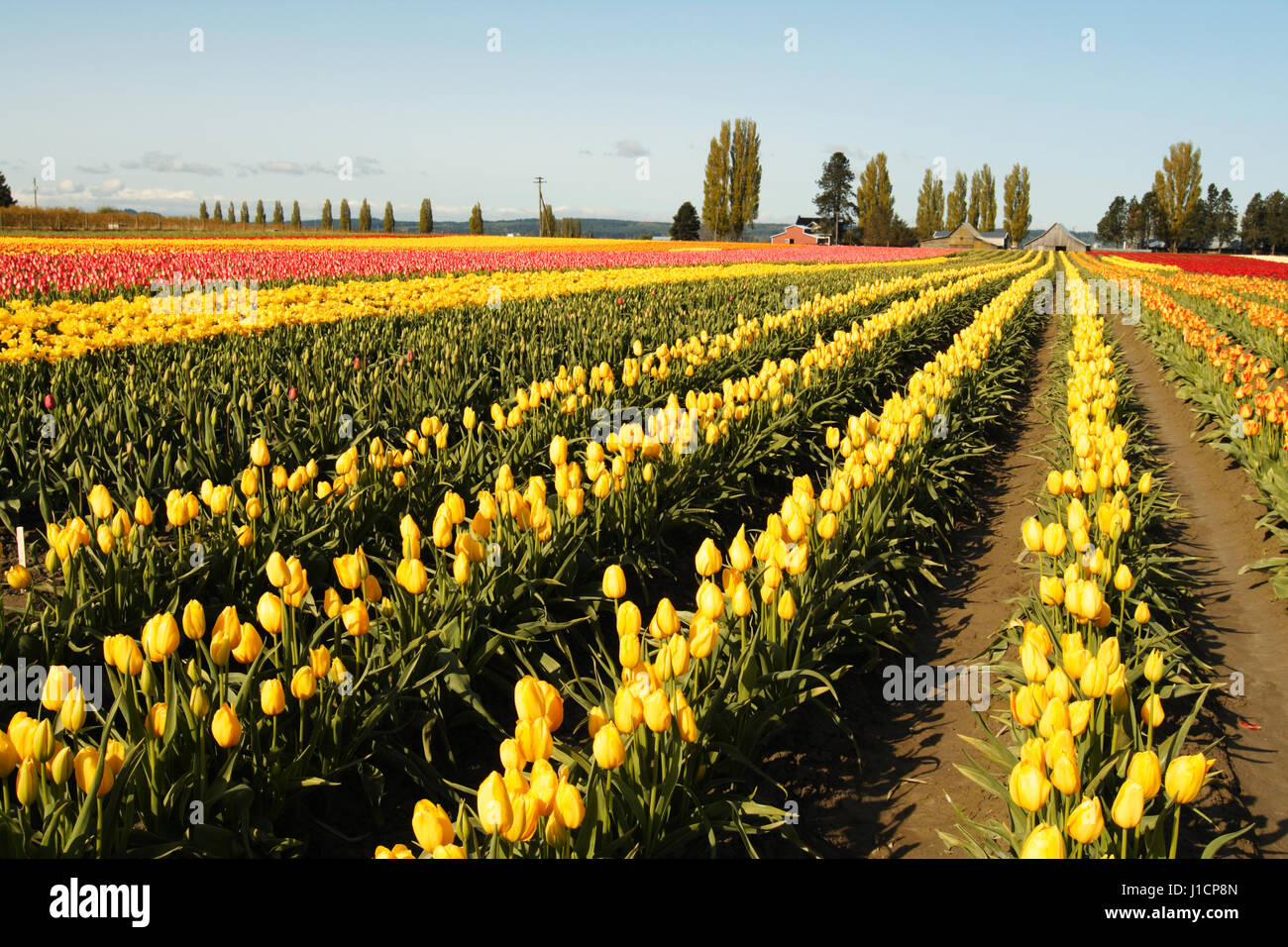 A shot of a beautiful and colorful tulip field Stock Photo - Alamy