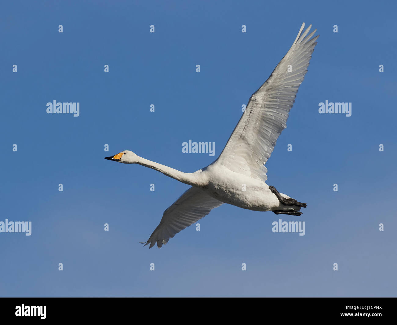 Whooper swan in flight with blue skies in the background Stock Photo ...