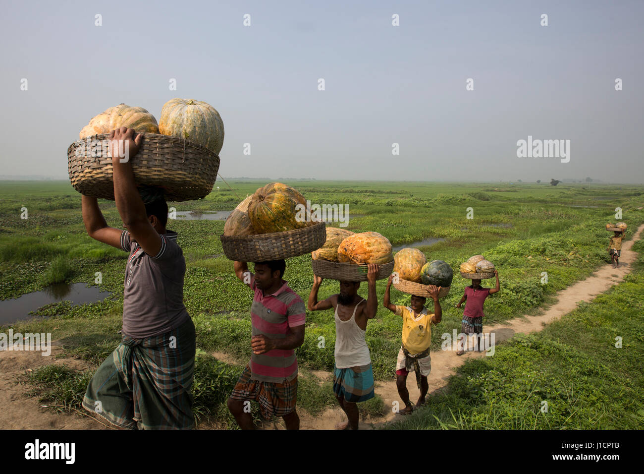 Farmers carry baskets of pumpkins at Arial Beel. Munshiganj, Bangladesh ...