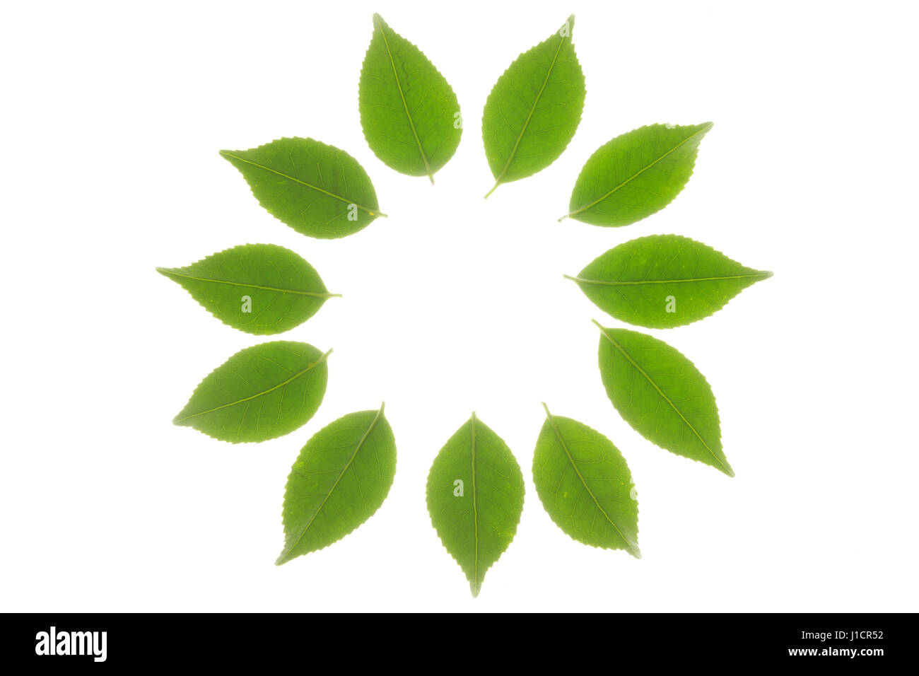 Repetition leaf Cut Out Stock Images & Pictures - Alamy