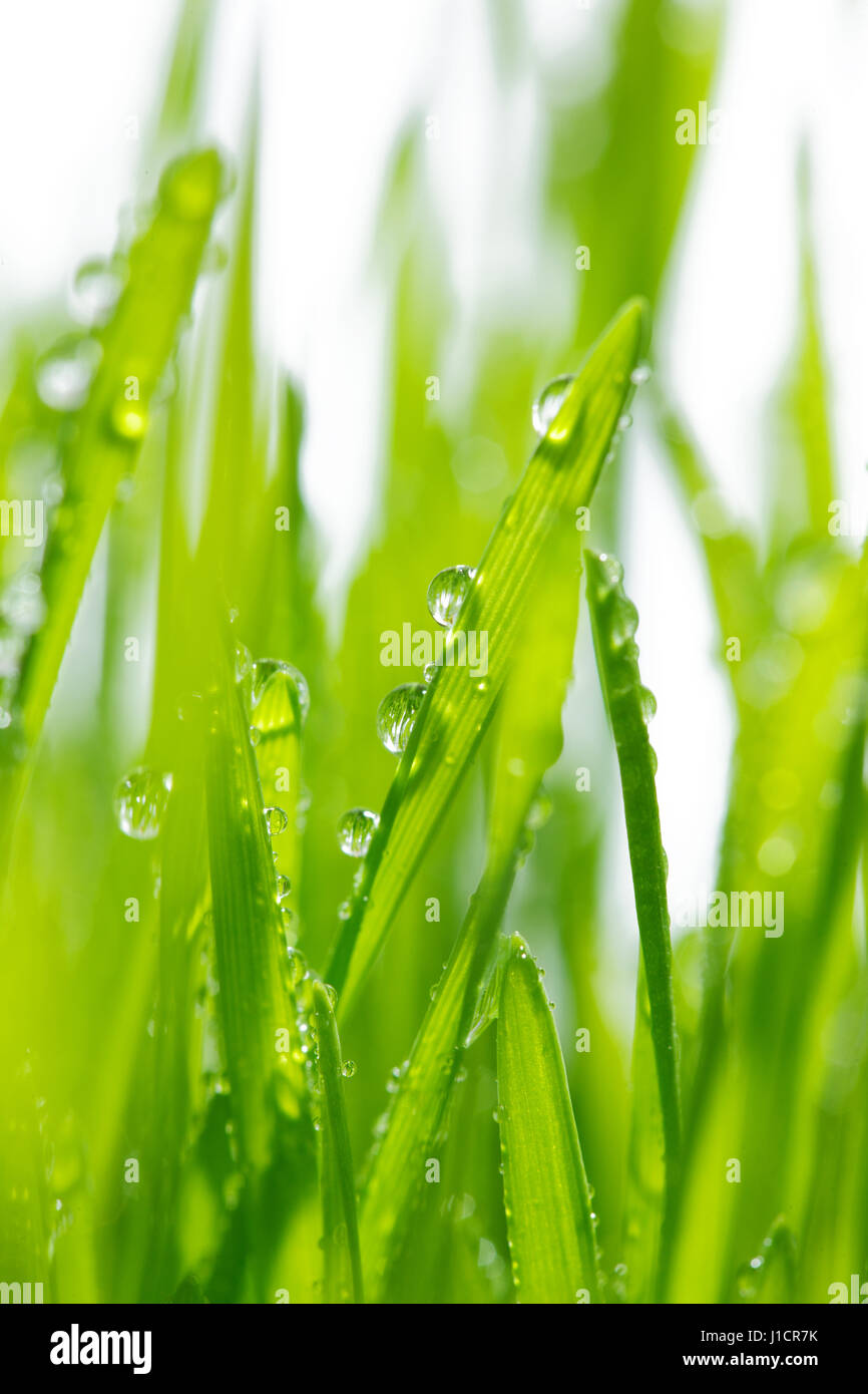 Grass and dew Stock Photo - Alamy