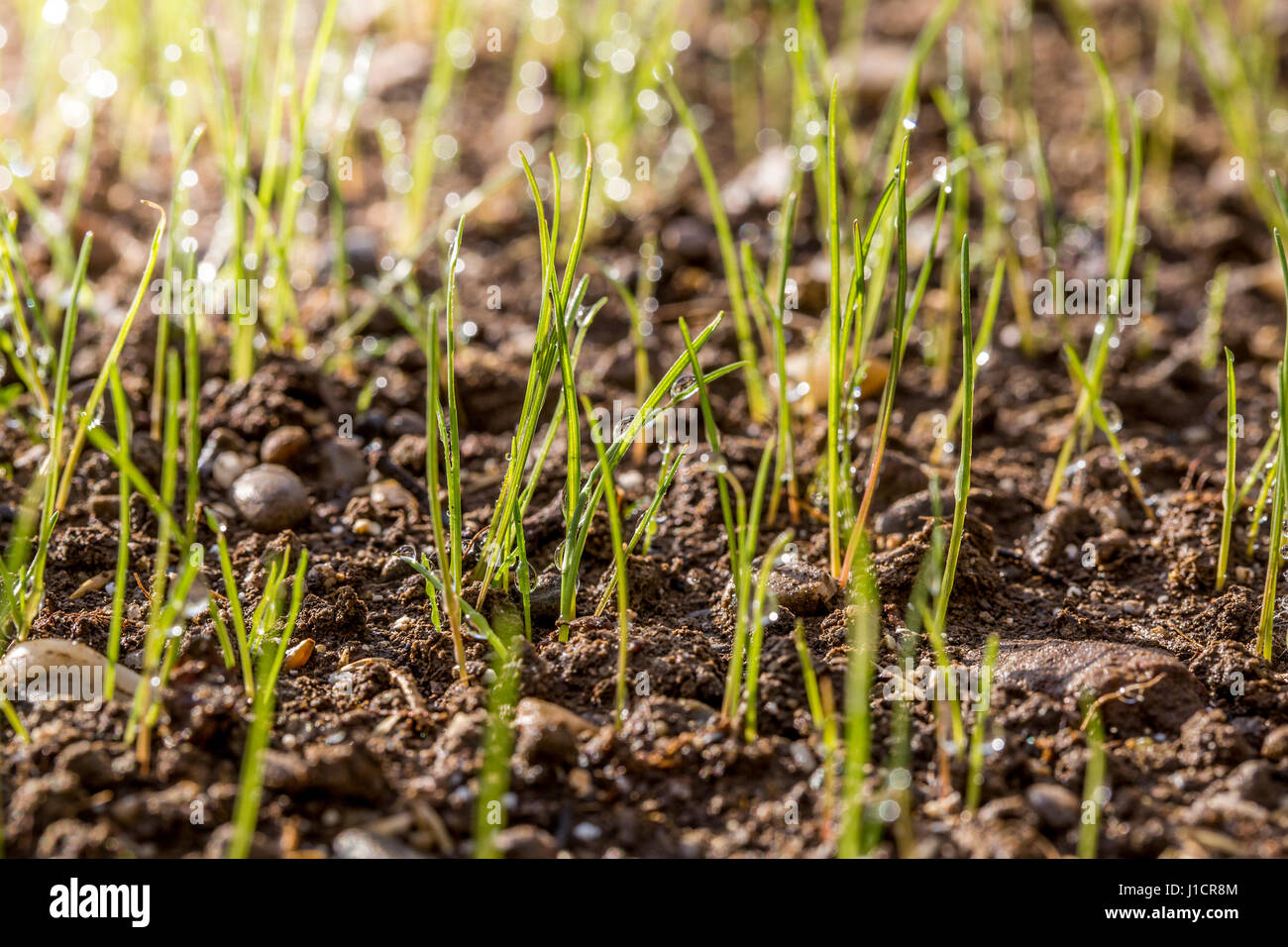 A sprout with morning dew hi-res stock photography and images - Alamy