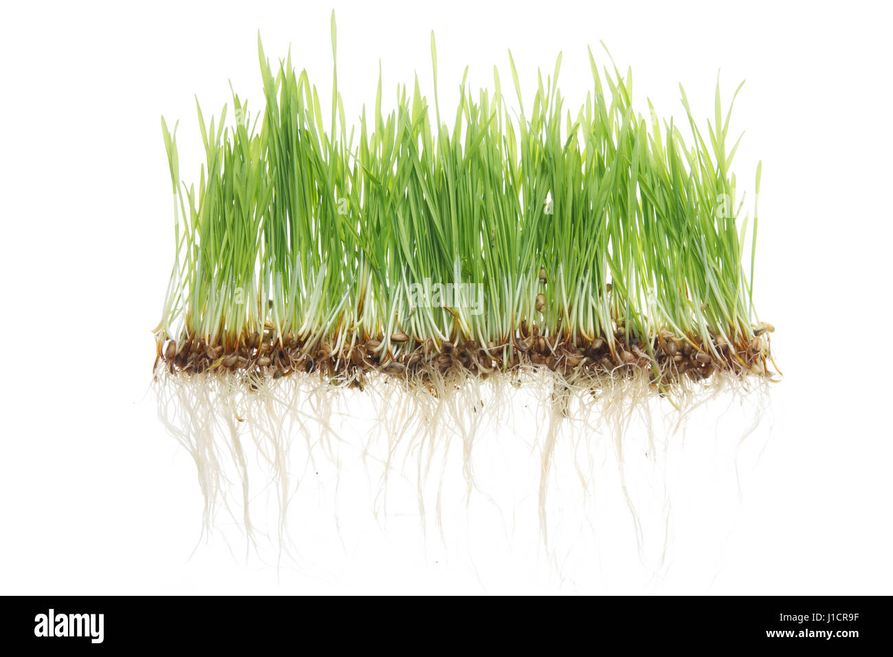 Wheat seedling hi-res stock photography and images - Alamy