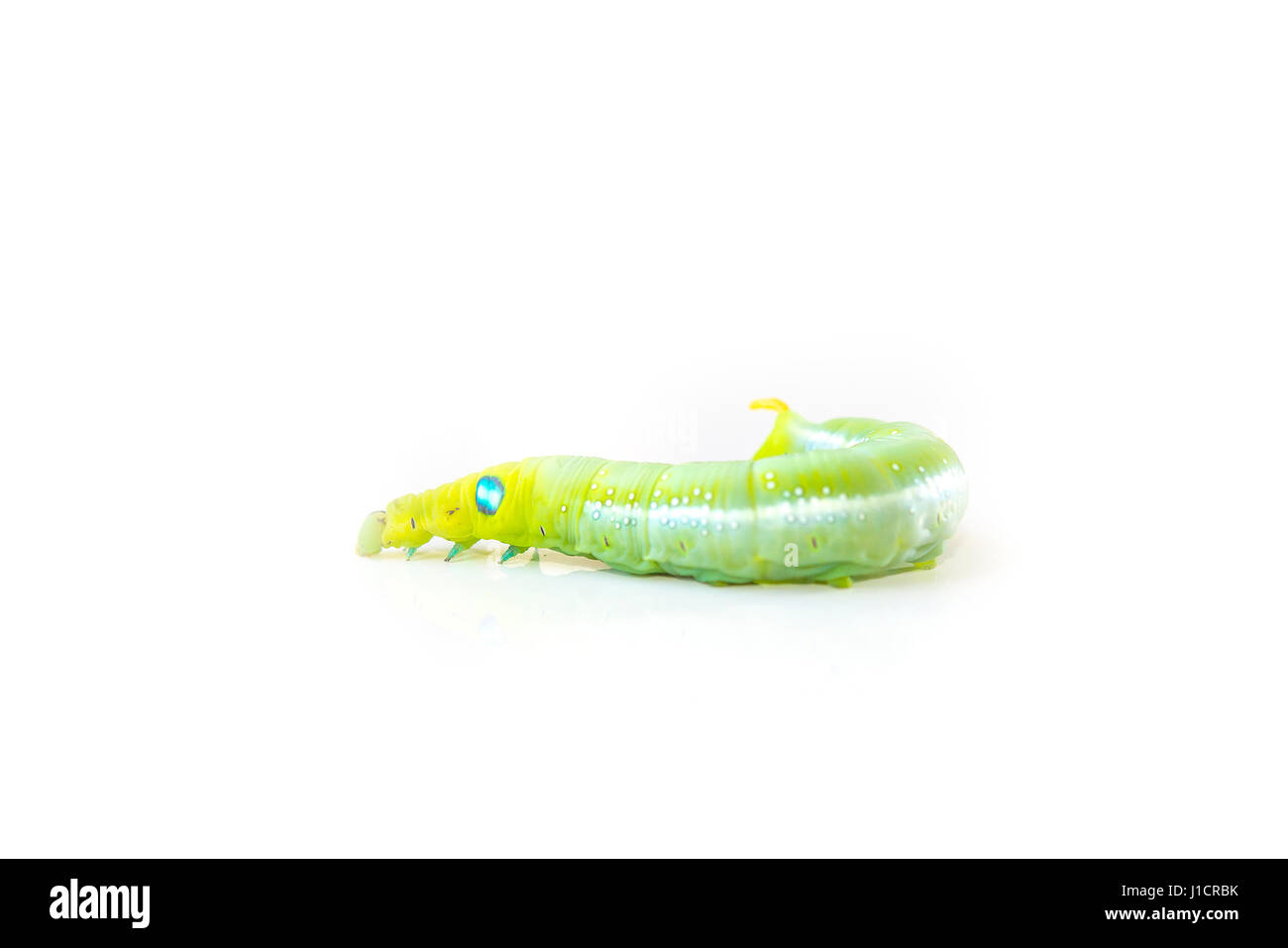 Twig caterpillar Cut Out Stock Images & Pictures - Alamy