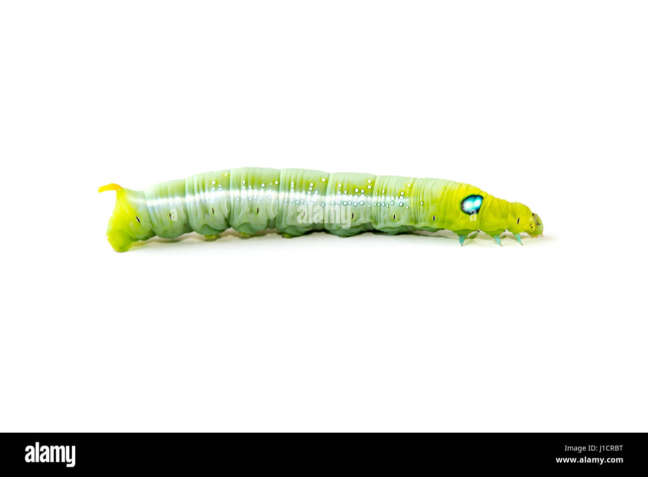 Twig caterpillar Cut Out Stock Images & Pictures - Alamy