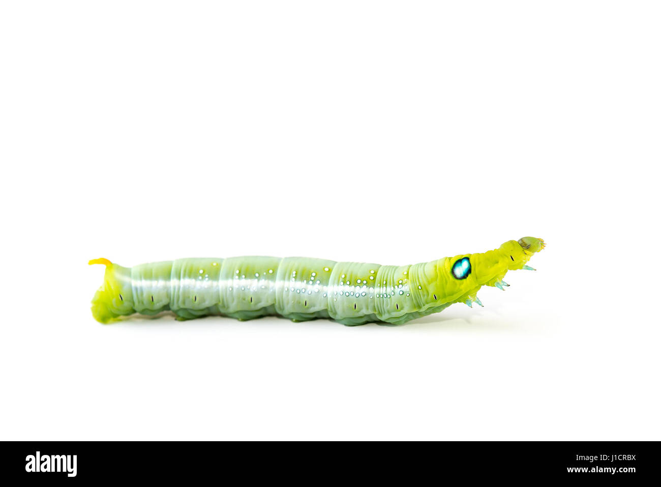 Twig caterpillar Cut Out Stock Images & Pictures - Alamy