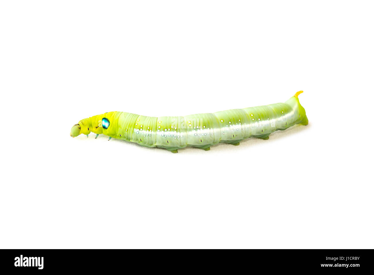 Twig caterpillar Cut Out Stock Images & Pictures - Alamy