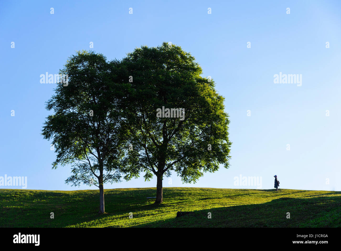 tree on the hill Stock Photo - Alamy
