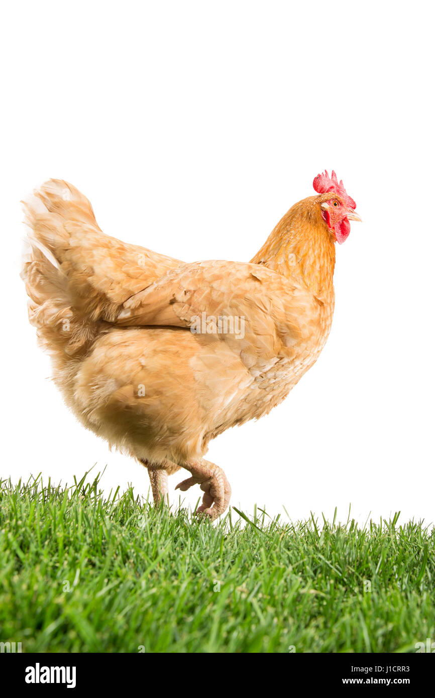 White hen foraging hi-res stock photography and images - Alamy