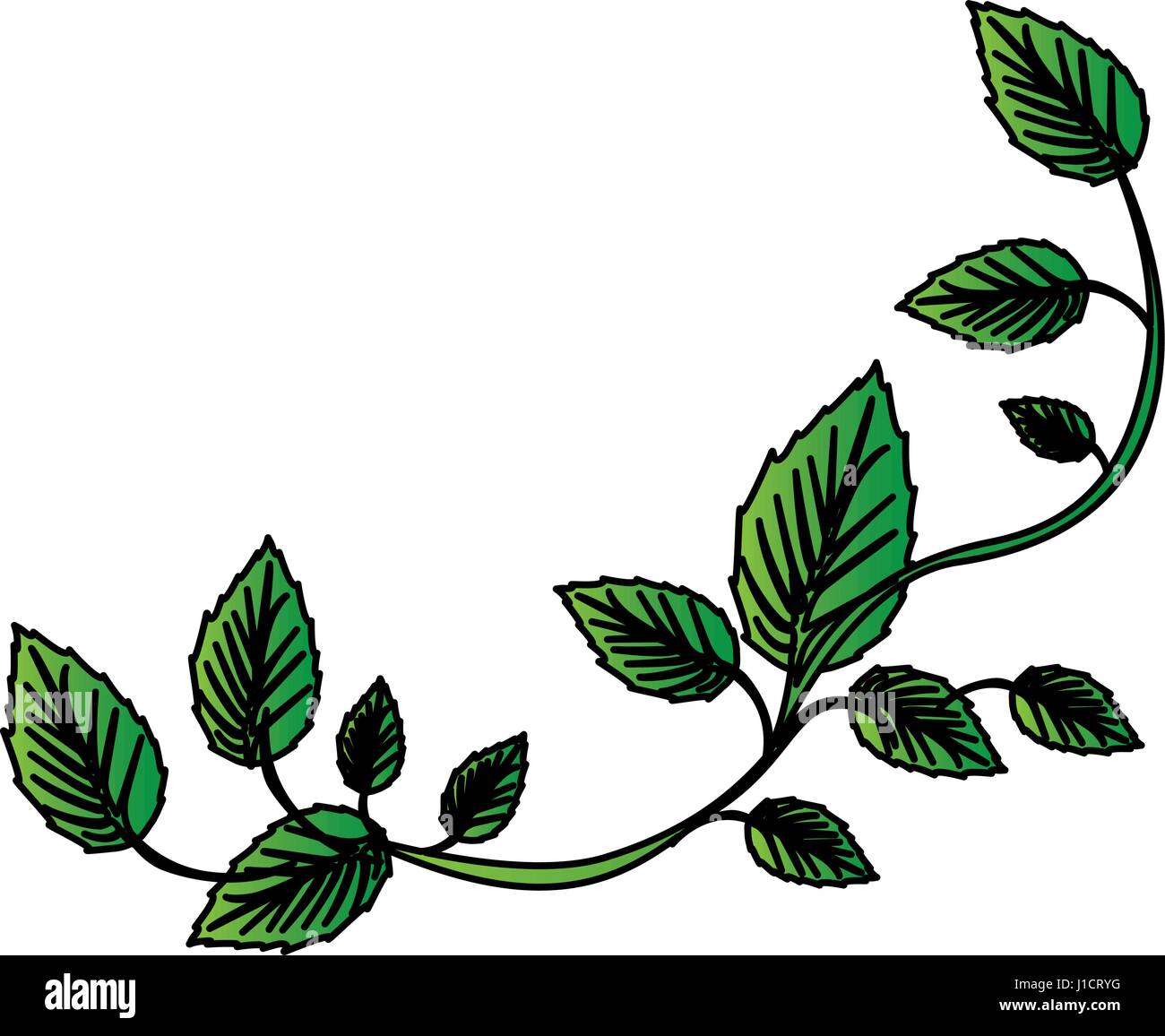 white background with colorful green creeper Stock Vector Image & Art ...