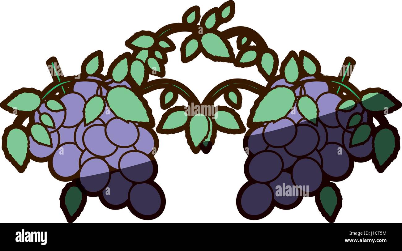 white background with two bunch of grapes with shadow Stock Vector ...