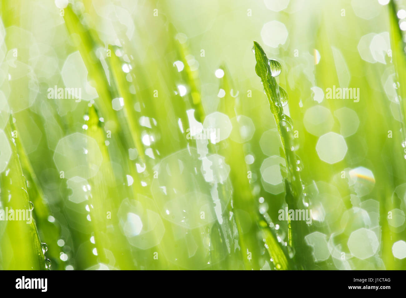 Grass and dew Stock Photo - Alamy