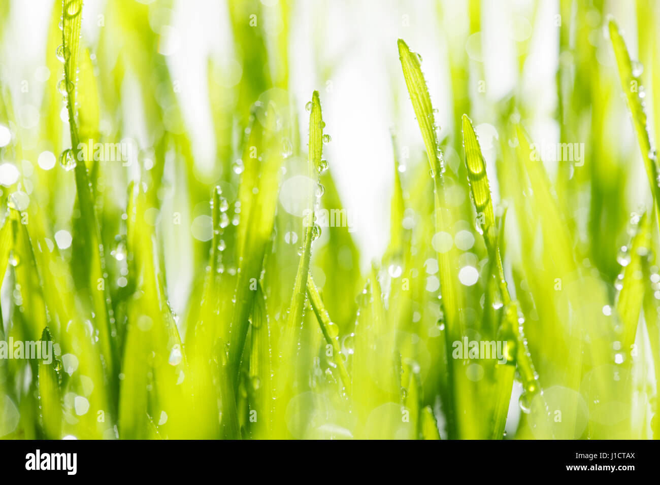 Grass and dew Stock Photo - Alamy