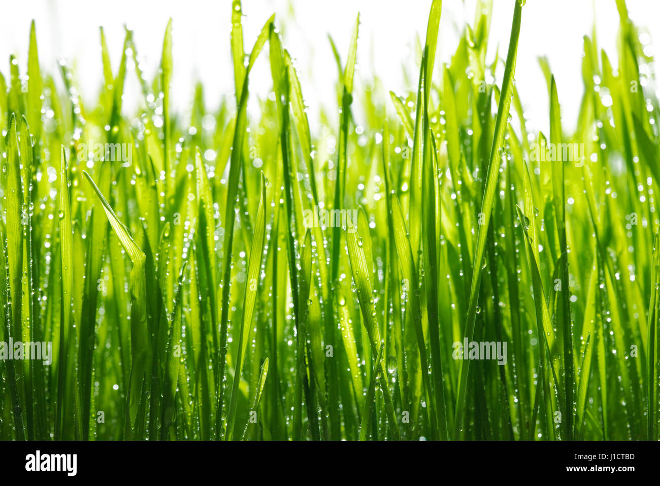Grass and dew Stock Photo - Alamy