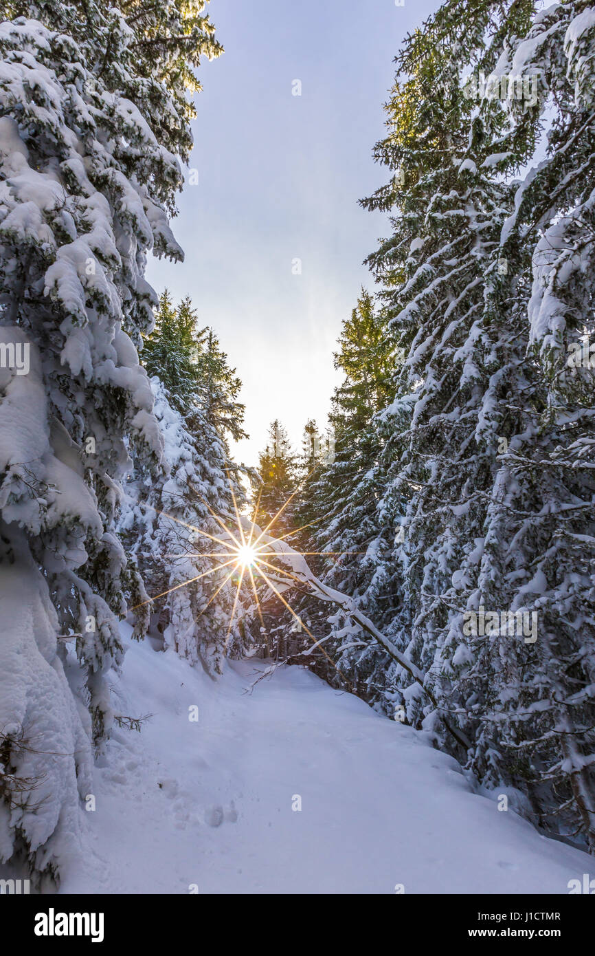 The sun shines her beams through snow covered trees and over a clearing ...
