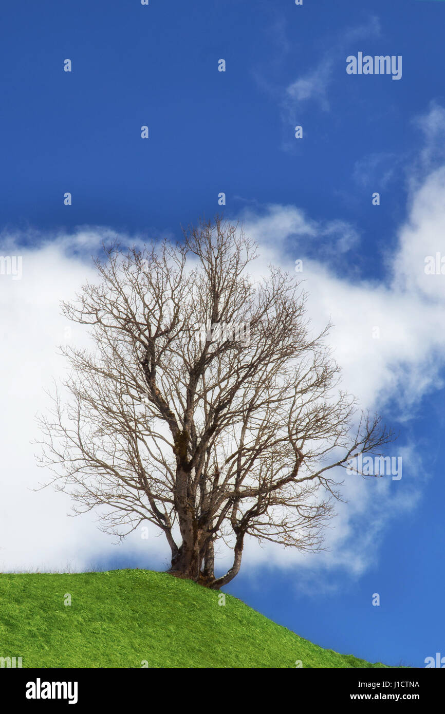 Sycamore maple acer pseudoplatanus hill hi-res stock photography and ...