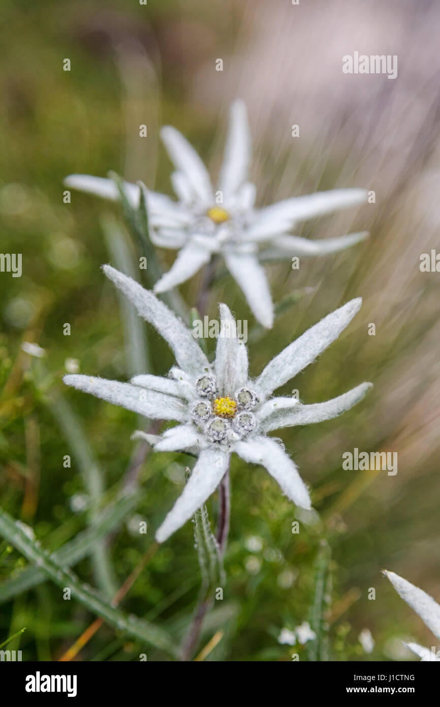 Edelweiss (Leontopodium alpinum), Alps, Austria, Europe Stock Photo - Alamy
