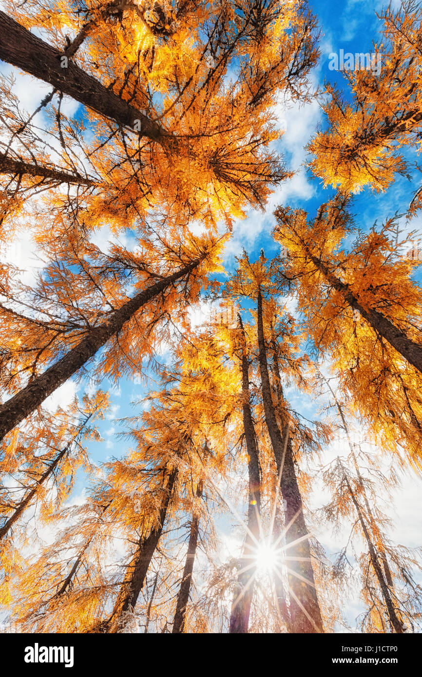 Larch tree orange autumn hi-res stock photography and images - Alamy