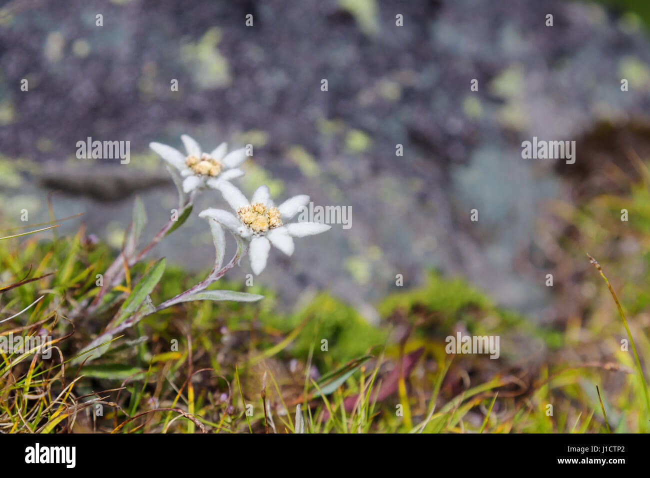 Edelweiss austria hi-res stock photography and images - Alamy