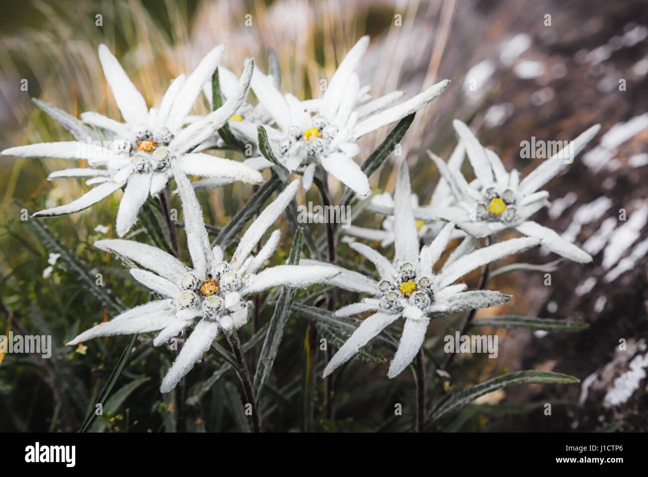 Edelweiss austria hi-res stock photography and images - Alamy