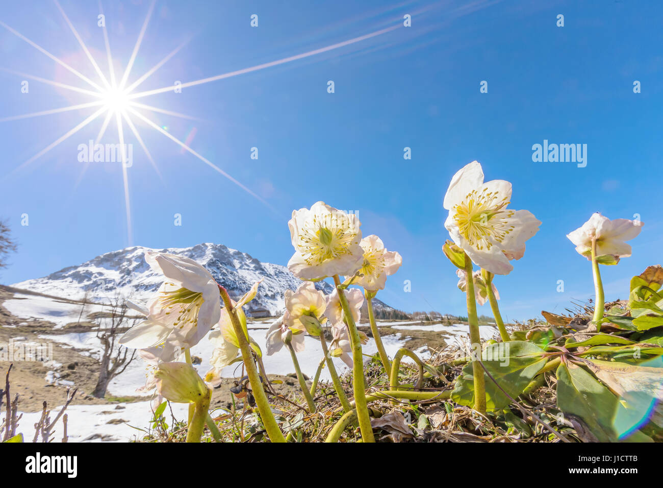 Christ Roses bloom in the Alps in spring under a sunny, cloudless sky ...