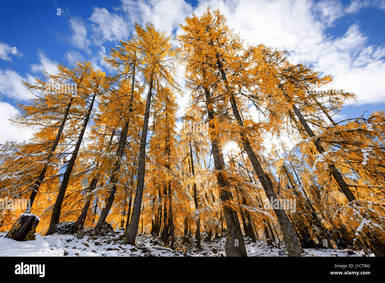 Colored larch trees in Autumn Stock Photo - Alamy
