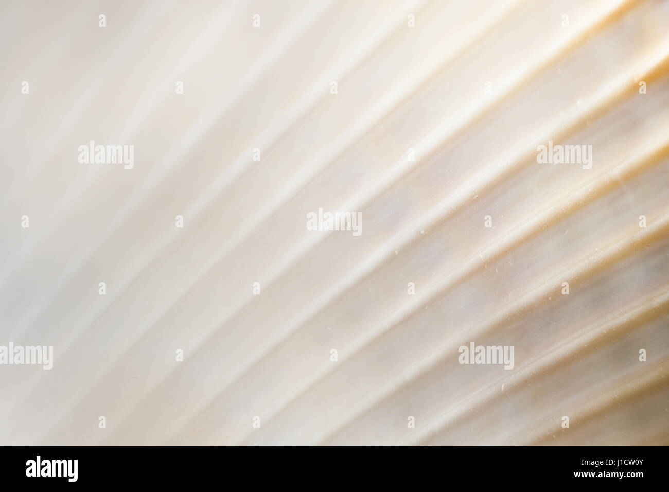 Natural texture. Natural striped background. Close-up part of seashell ...