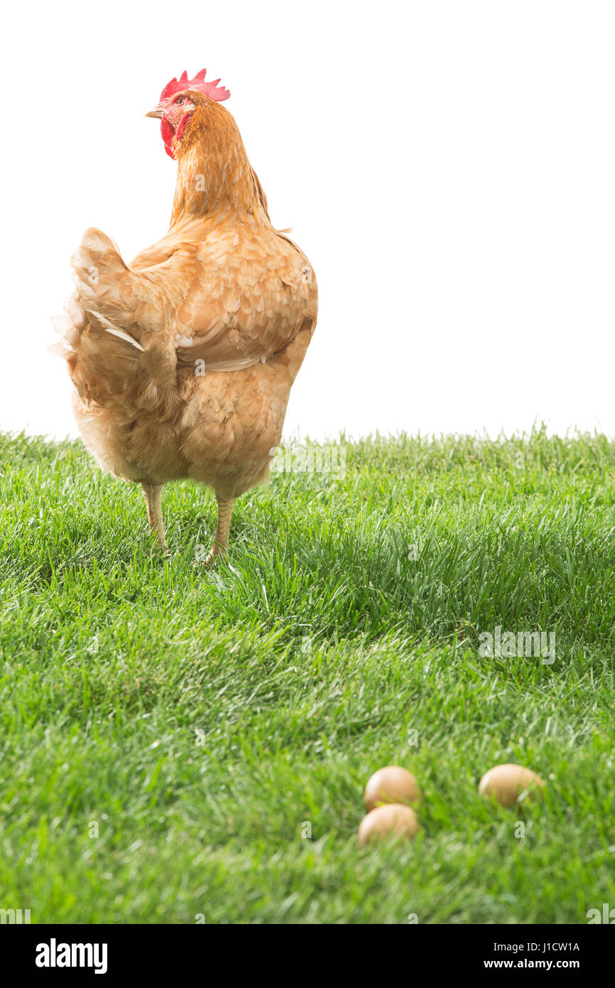 Chicken laying egg hi-res stock photography and images - Alamy